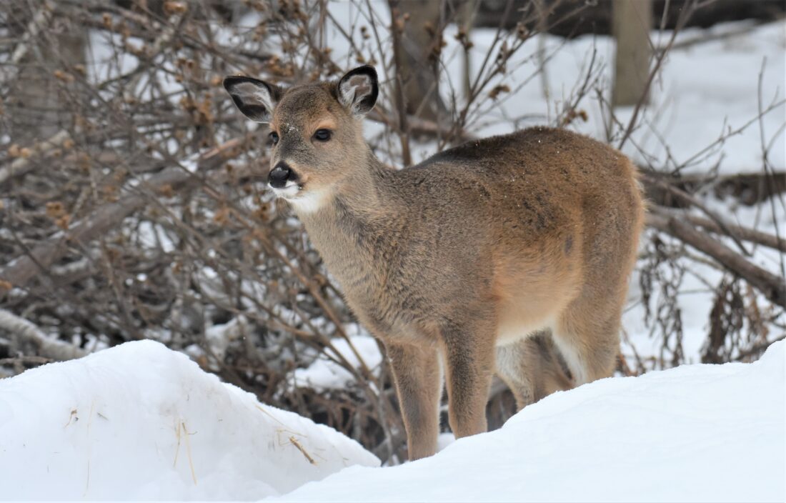 Visiting deer show distinct traits as winter presses on | News, Sports ...